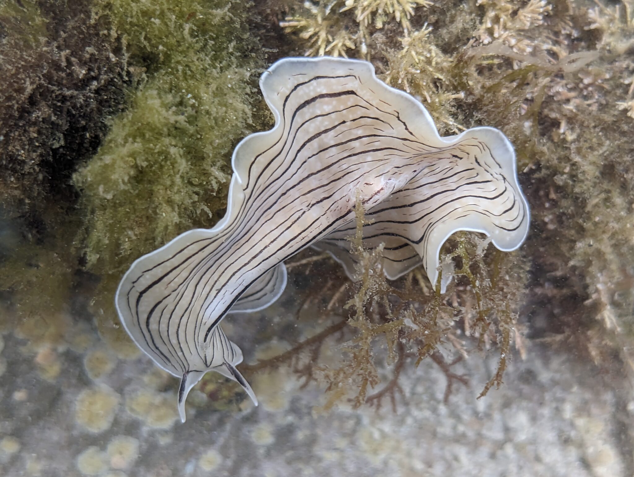 Rockpool species of the Sound - Plymouth Sound National Marine Park