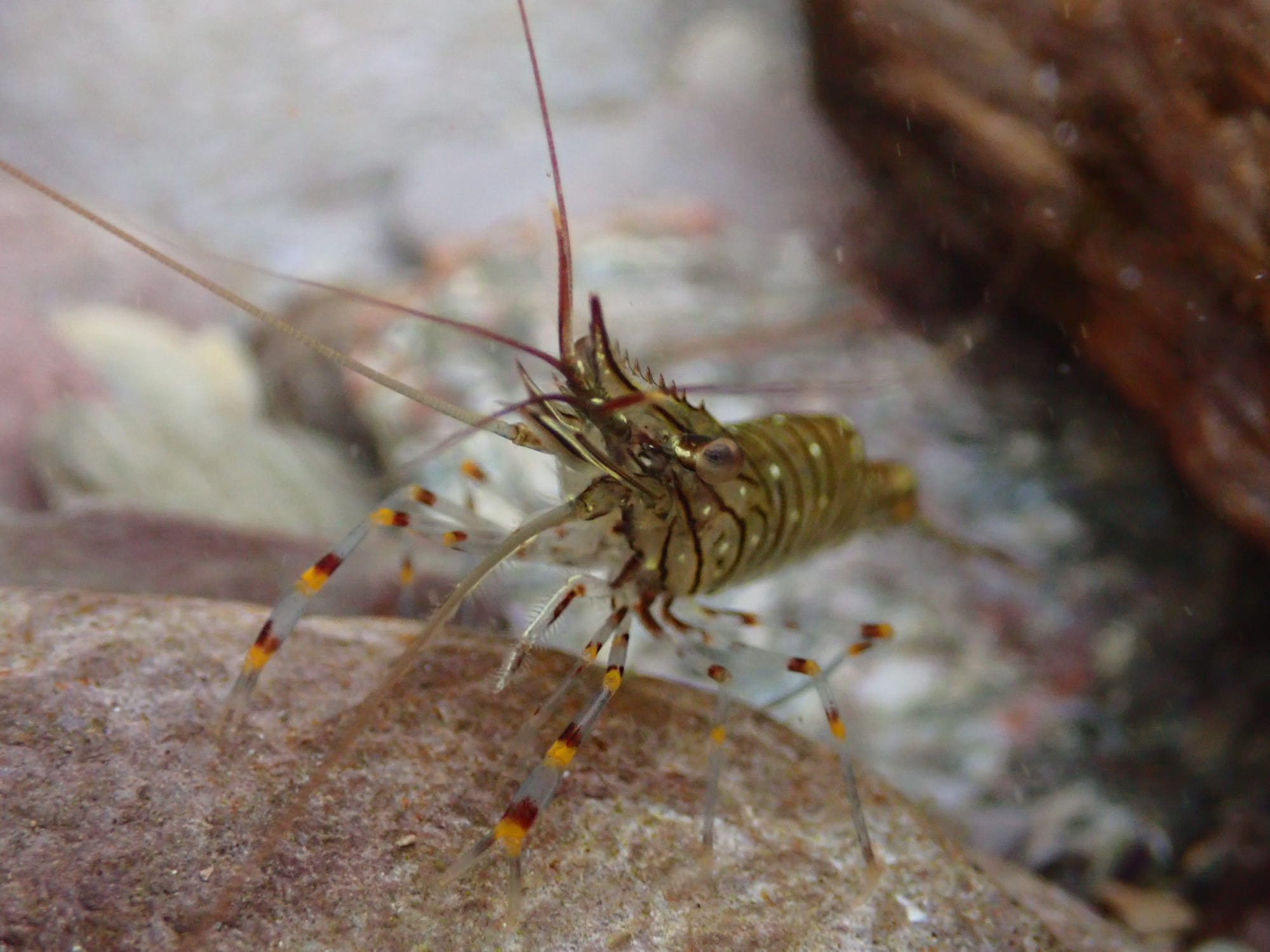 Rockpool species of the Sound - Plymouth Sound National Marine Park