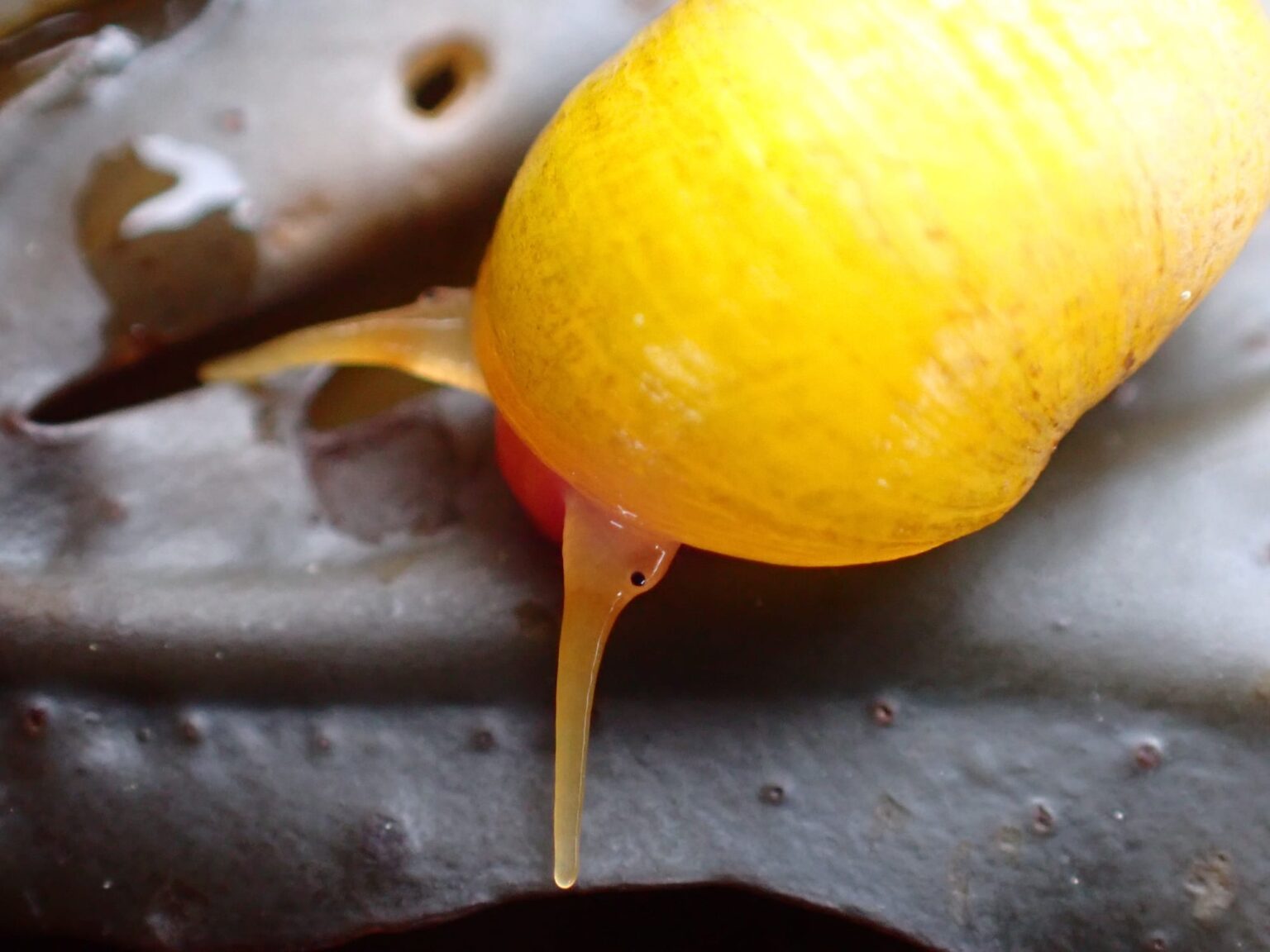 Rockpool species of the Sound - Plymouth Sound National Marine Park