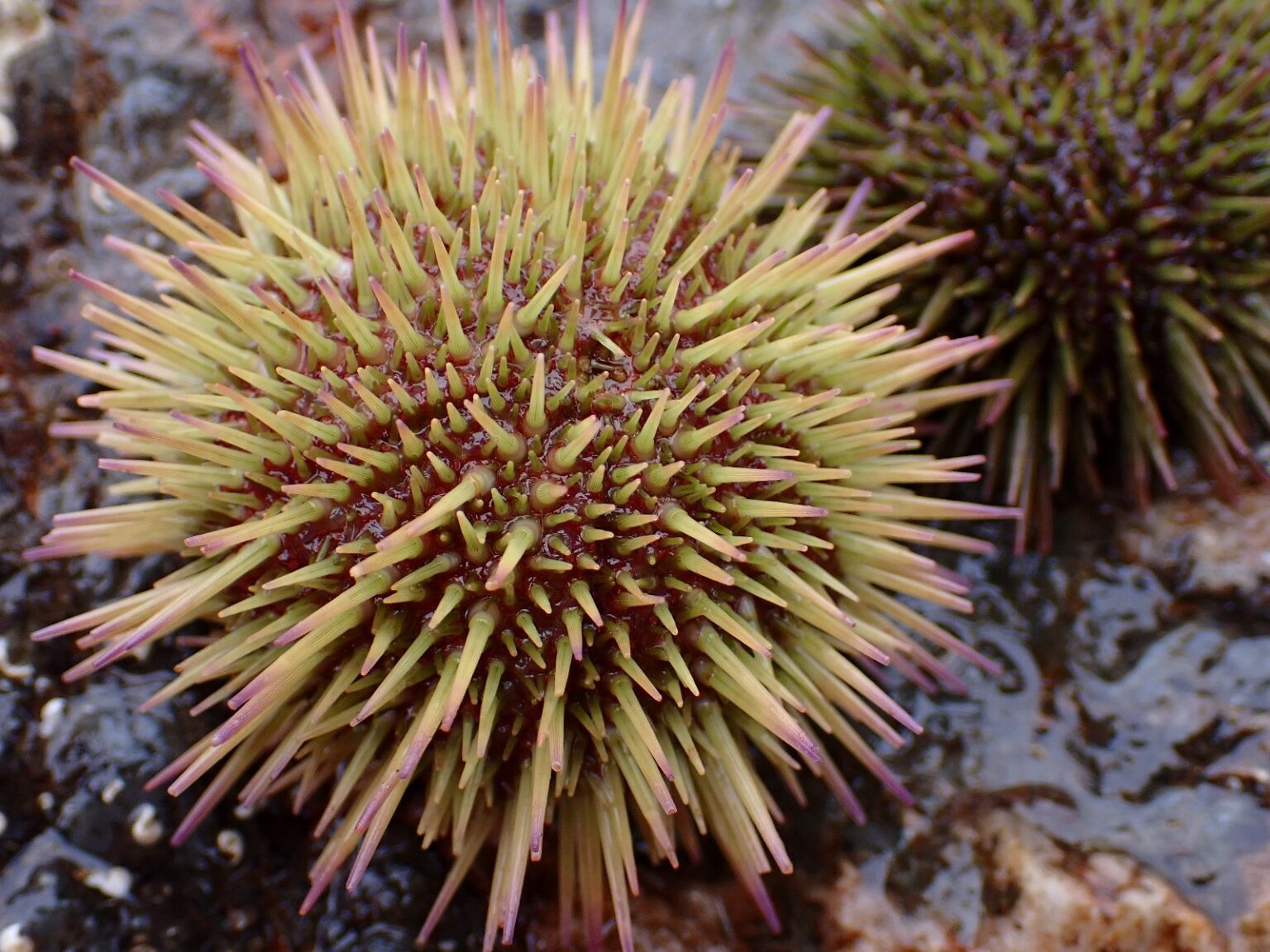 Rockpool species of the Sound - Plymouth Sound National Marine Park