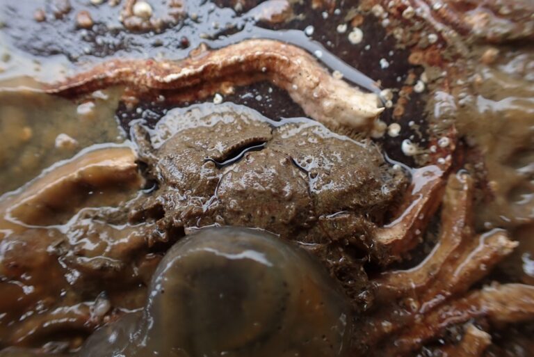 Rockpool species of the Sound - Plymouth Sound National Marine Park