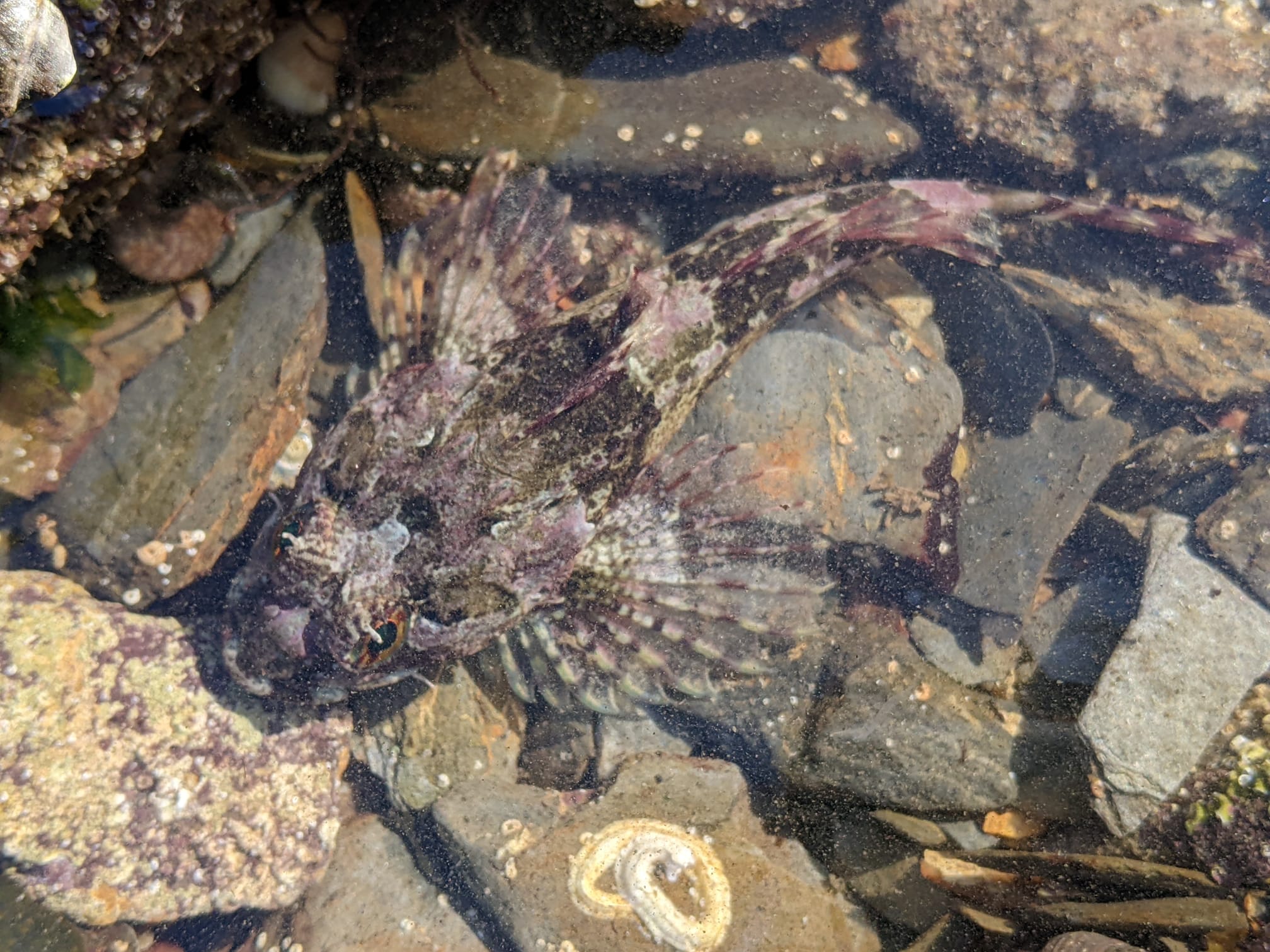 Rockpool species of the Sound - Plymouth Sound National Marine Park