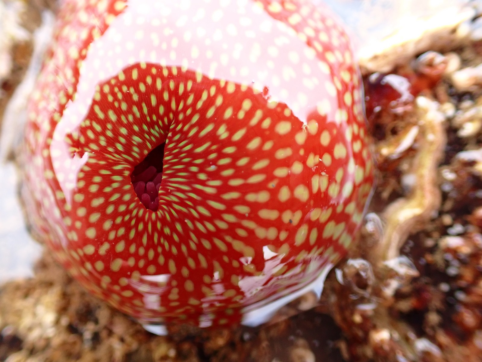 Rockpool species of the Sound - Plymouth Sound National Marine Park