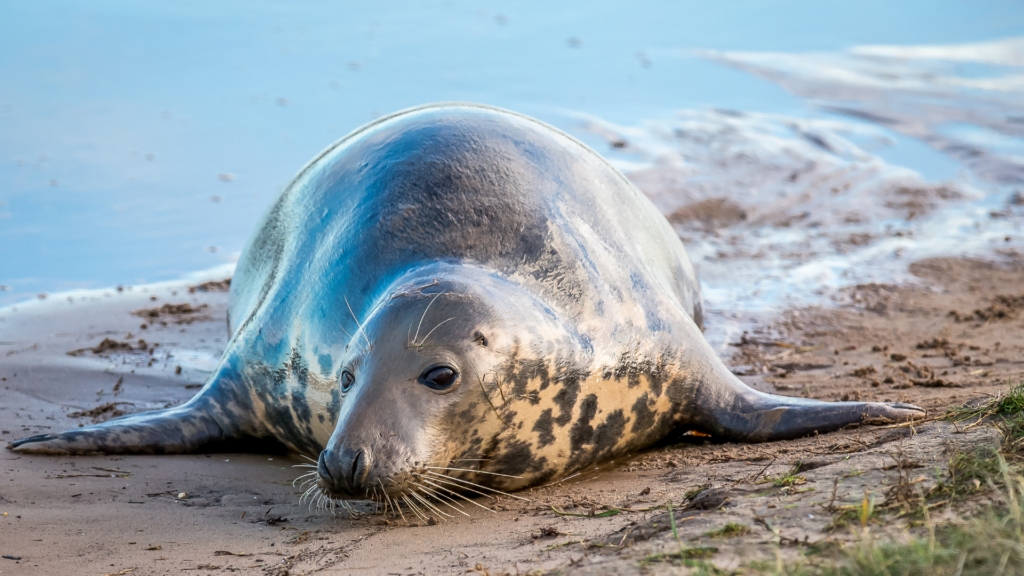 Marine Marvels: Seals of the Sound - Plymouth Sound National Marine Park