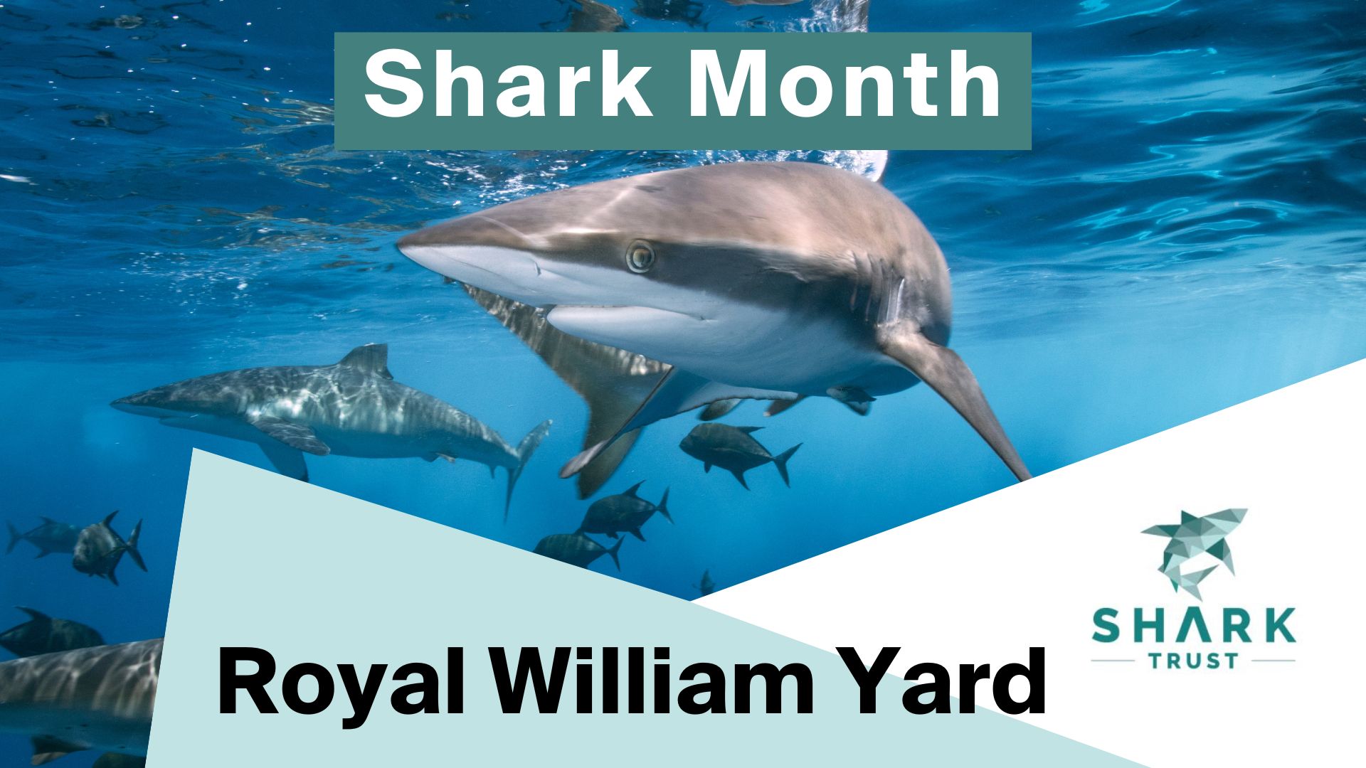 Shark Month 2025 - The Shark Trust at Royal William Yard - Plymouth ...